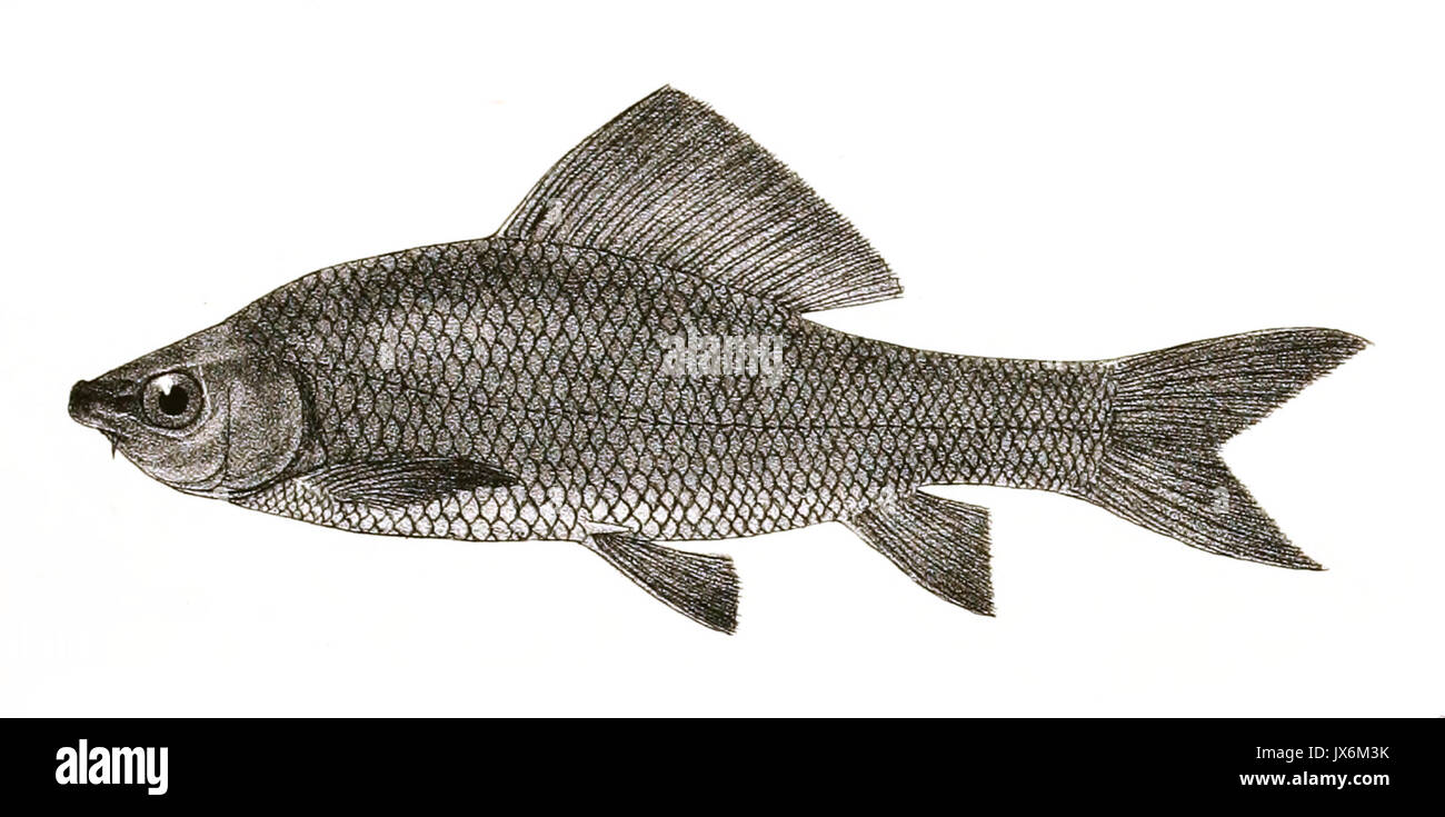 Osteochilus hi-res stock photography and images - Alamy