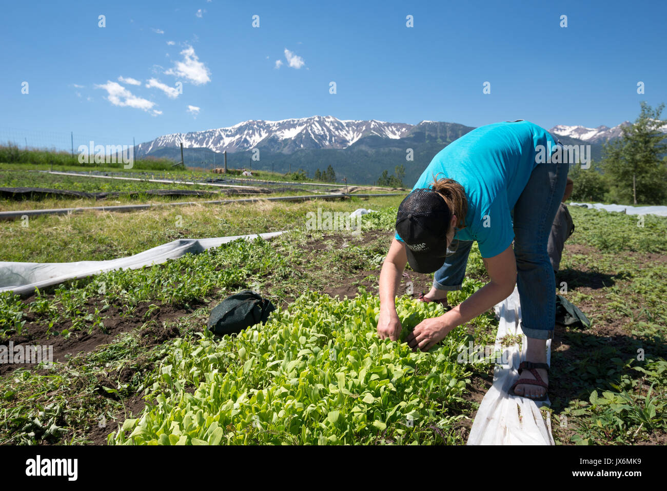 Oregon farming hi-res stock photography and images - Alamy