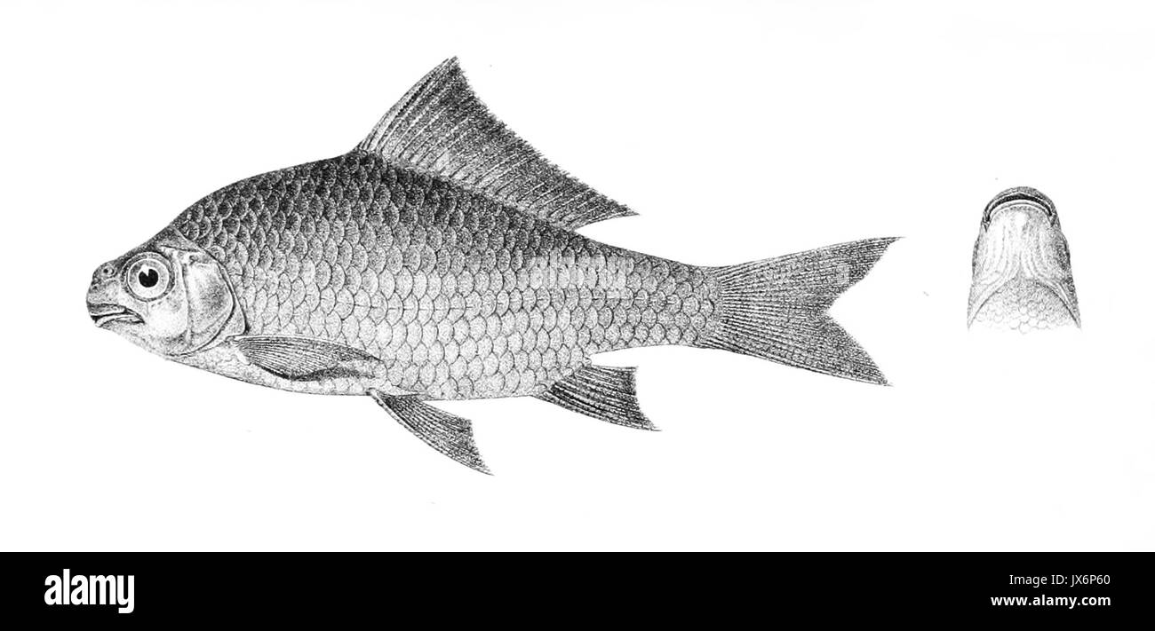 Semiplotus modestus Achilles 133 Stock Photo - Alamy