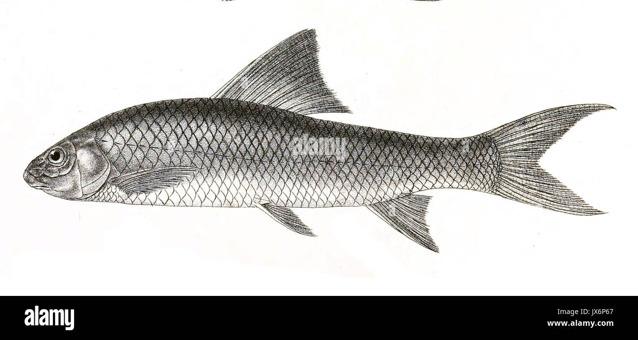 Labeo Rohita Drawing