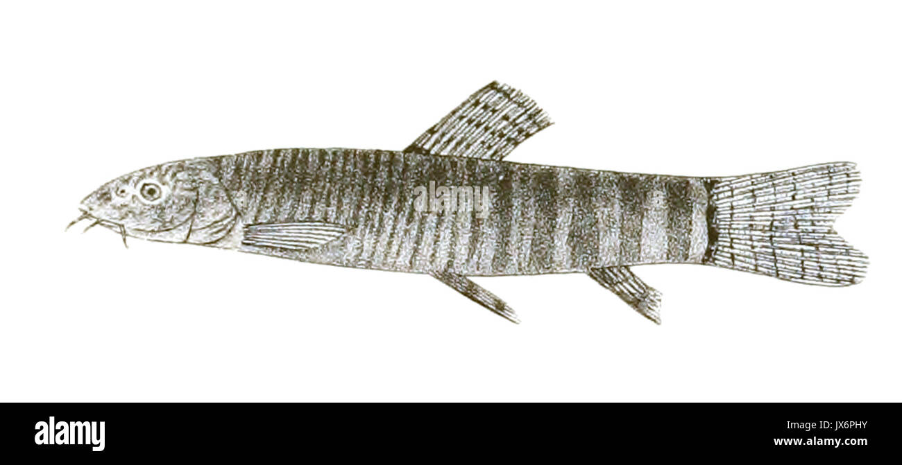 Multifasciatus hi-res stock photography and images - Alamy