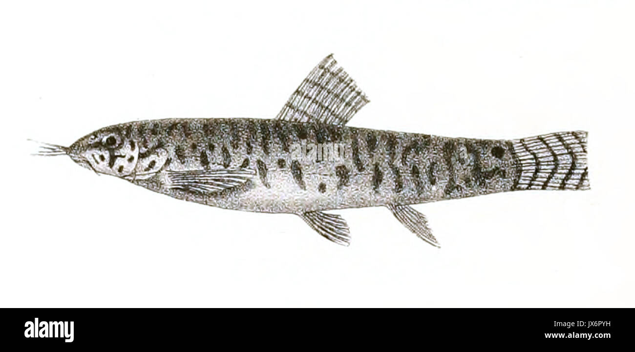 Nemacheilus sinuatus Day 156 Stock Photo - Alamy