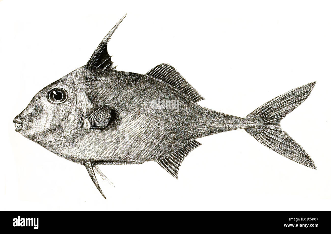 Triacanthus brevirostris hi-res stock photography and images - Alamy