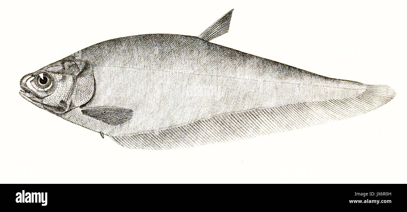 Notopterus Notopterus