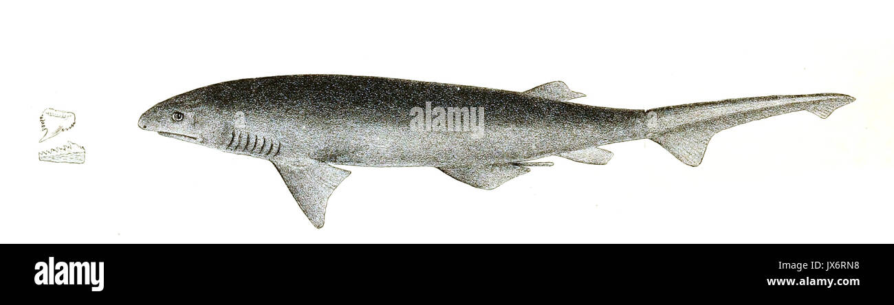 Notidanus hi-res stock photography and images - Alamy