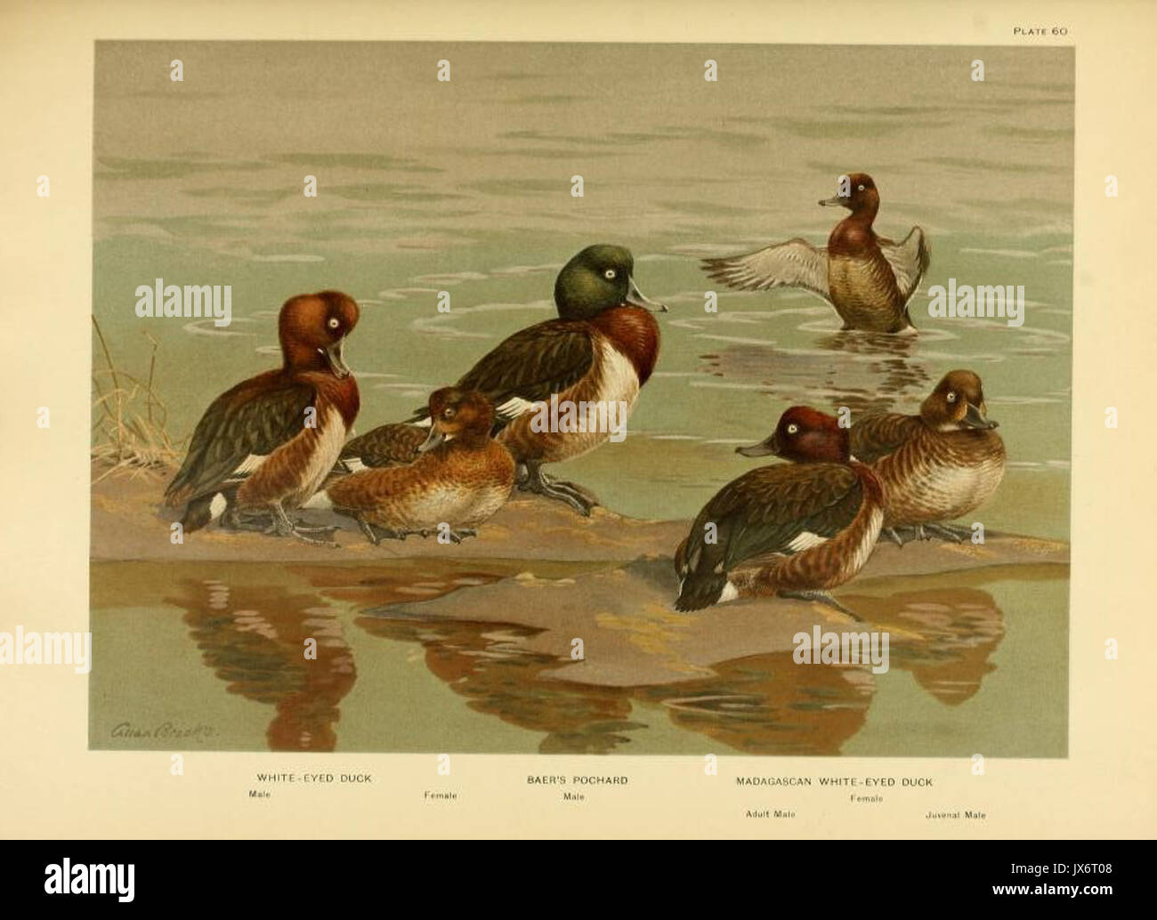 Natural history of ducks plate 60 Pochards Stock Photo - Alamy
