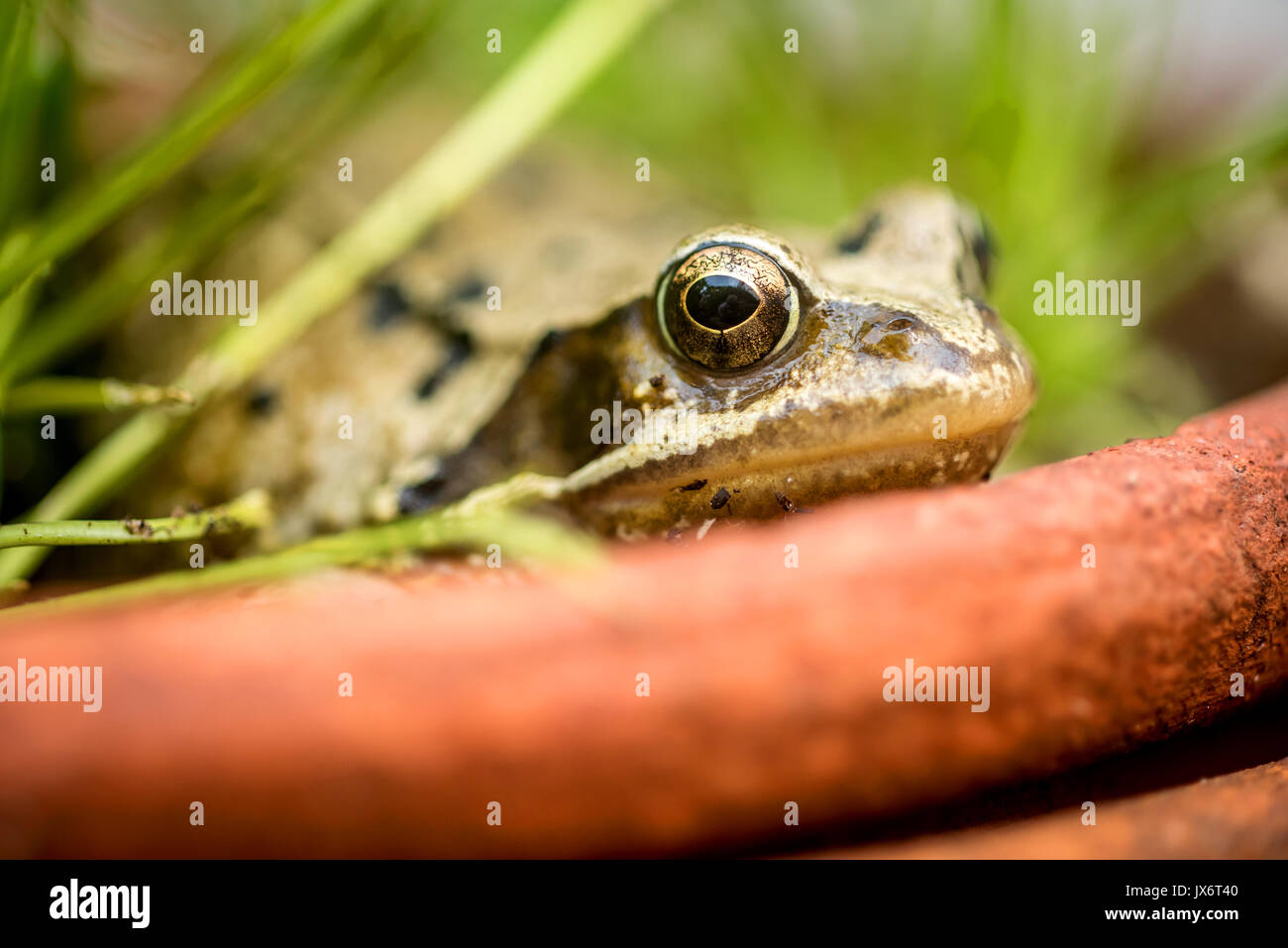 A toad relaxes in a flower-pot in a Brighton garden Stock Photo - Alamy