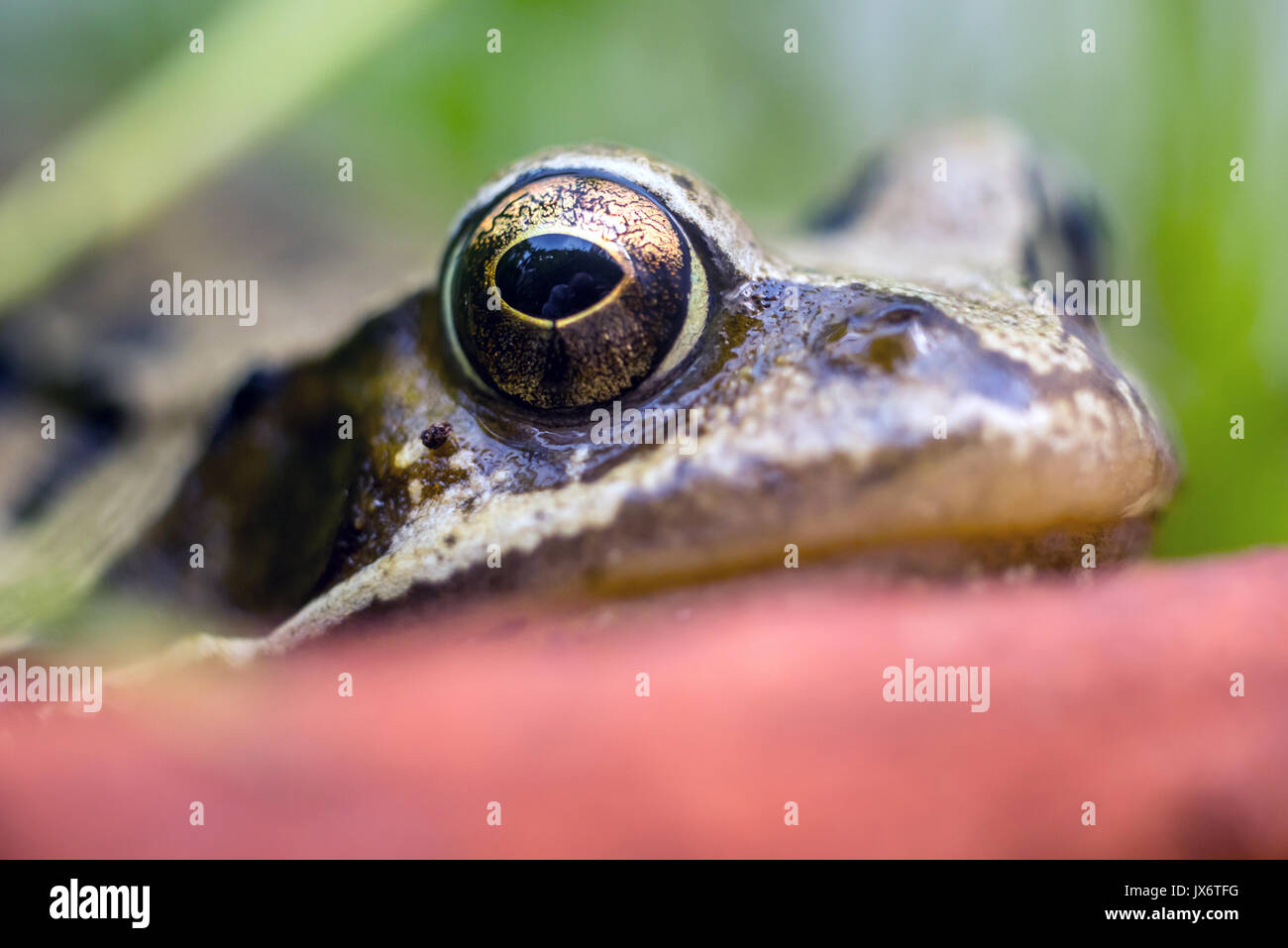 Toad flower pot hi-res stock photography and images - Alamy