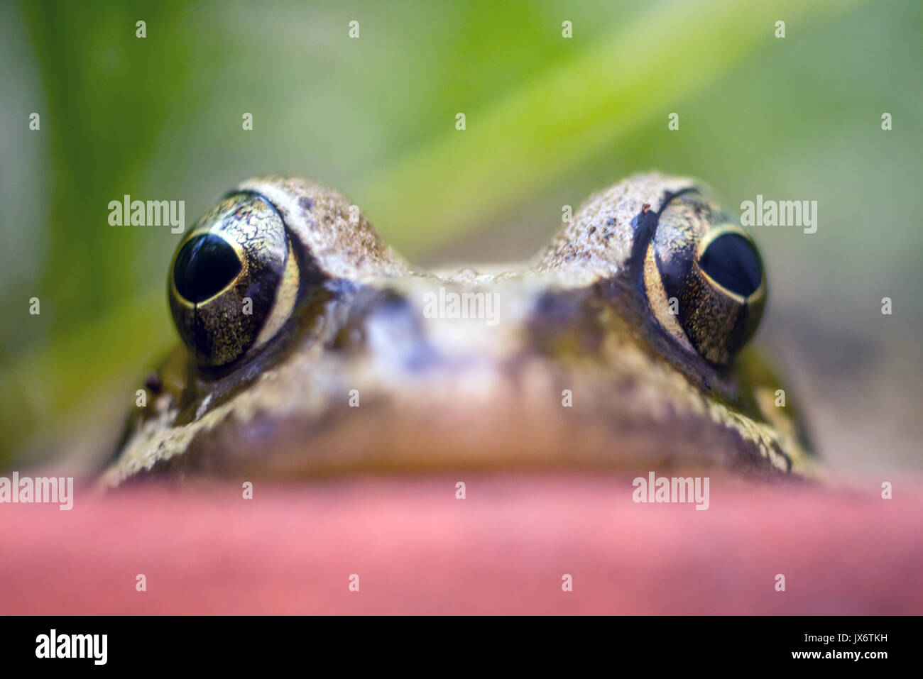 Flower pot toad hi-res stock photography and images - Alamy