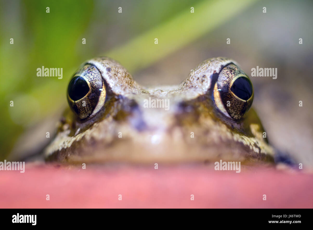A toad relaxes in a flower-pot in a Brighton garden Stock Photo - Alamy