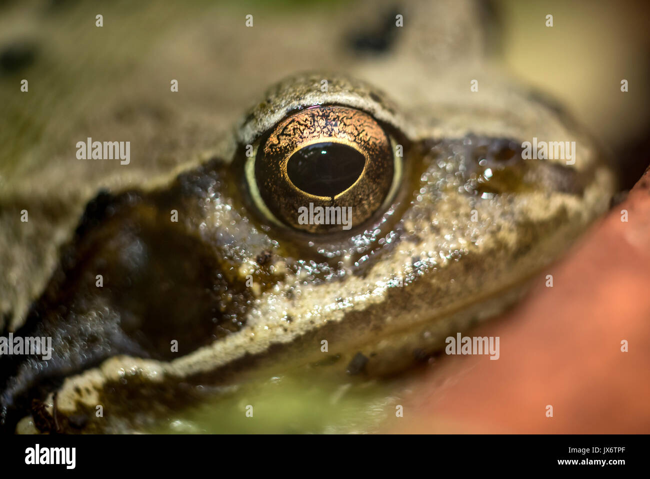 Flower pot toad hi-res stock photography and images - Alamy