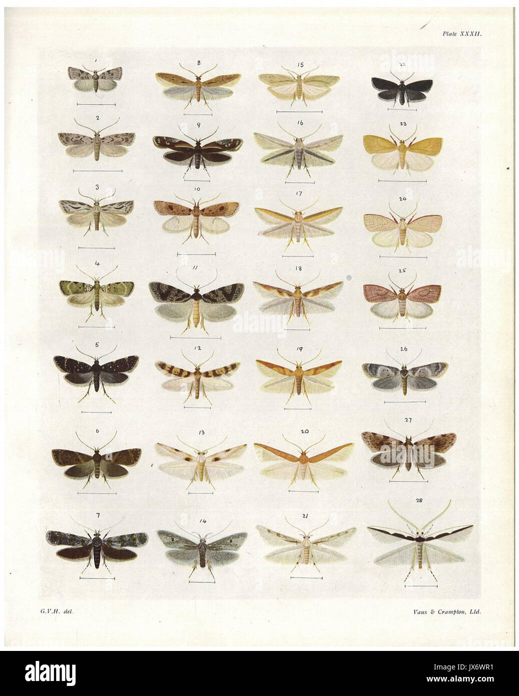 This plate showcases various species of butterflies and moths native to ...