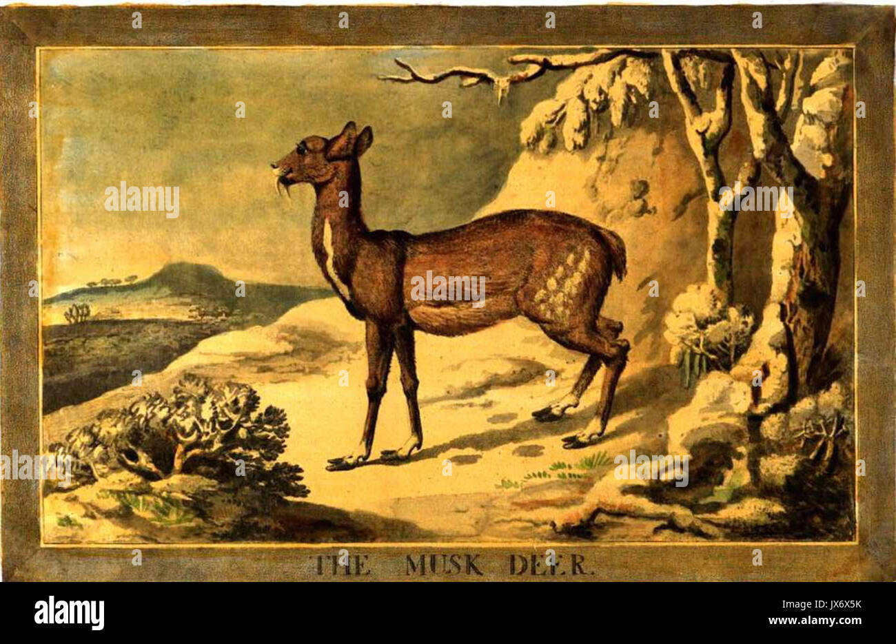 Animals illustration musk deer hi-res stock photography and images - Alamy