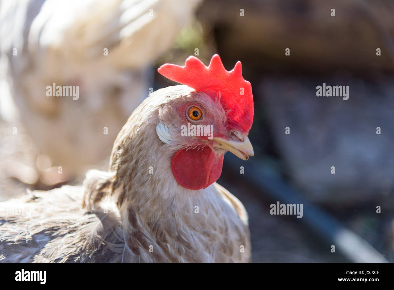 Broiler hen hi-res stock photography and images - Alamy