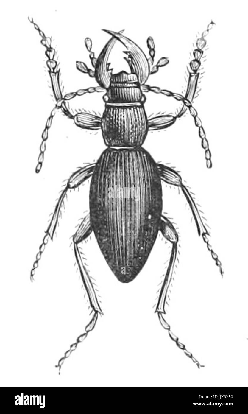 Omus hi-res stock photography and images - Alamy