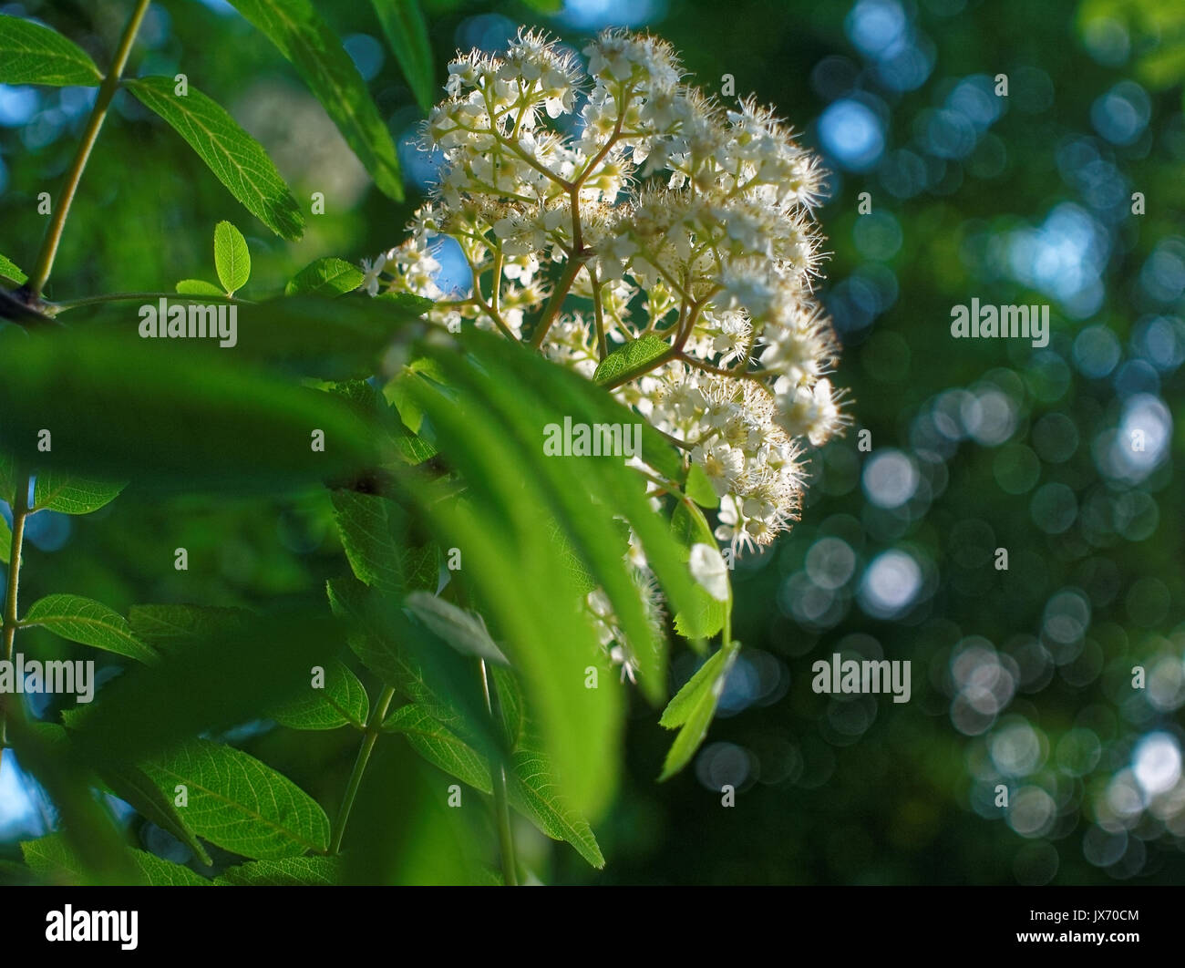 Mountain ash flowers tree hi-res stock photography and images - Alamy