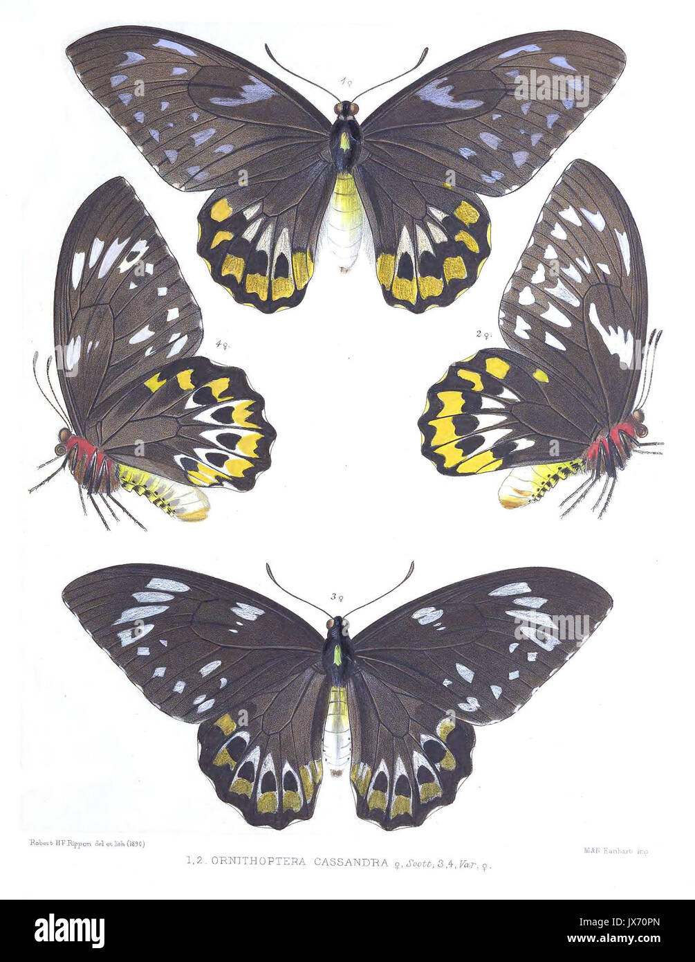 Animal protection awareness Cut Out Stock Images & Pictures - Alamy