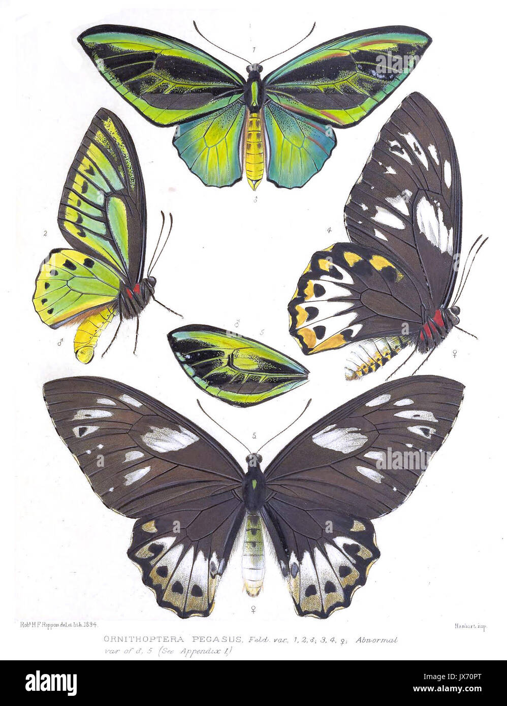 Ornithoptera pegasus butterfly hi-res stock photography and images - Alamy