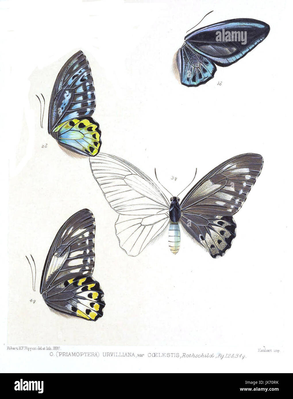 Population variation Cut Out Stock Images & Pictures - Alamy