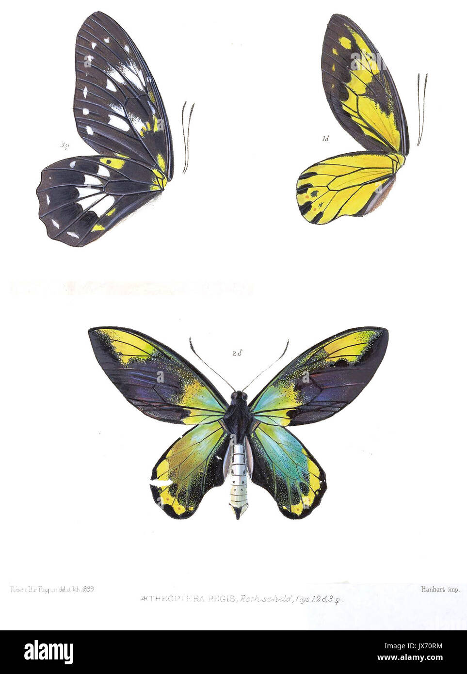 Family ornithoptera hi-res stock photography and images - Alamy