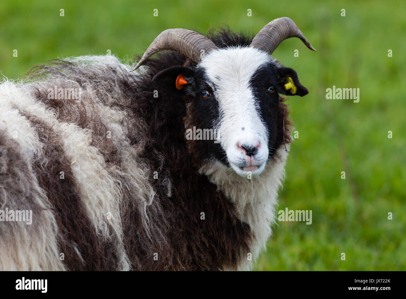Jacob Sheep Ram High Resolution Stock Photography and Images - Alamy