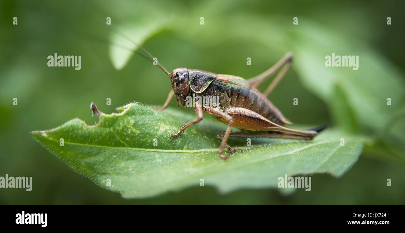Alpine butterflies hi-res stock photography and images - Alamy