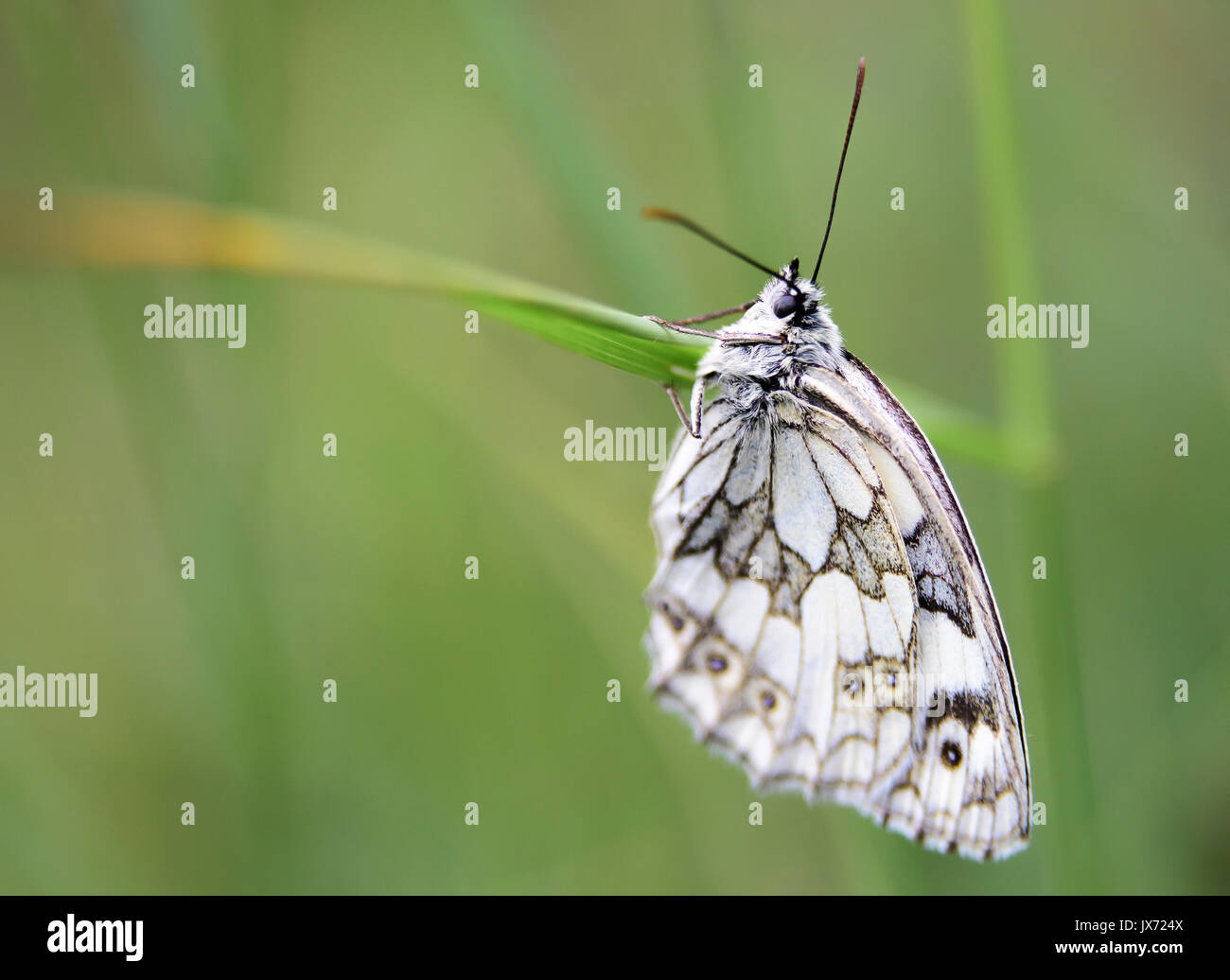 Marbled White butterfly Stock Photo - Alamy