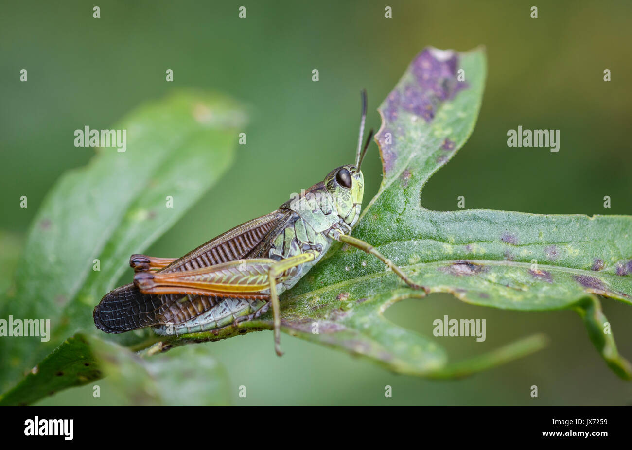 Butterflies and grasshoppers hi-res stock photography and images - Alamy