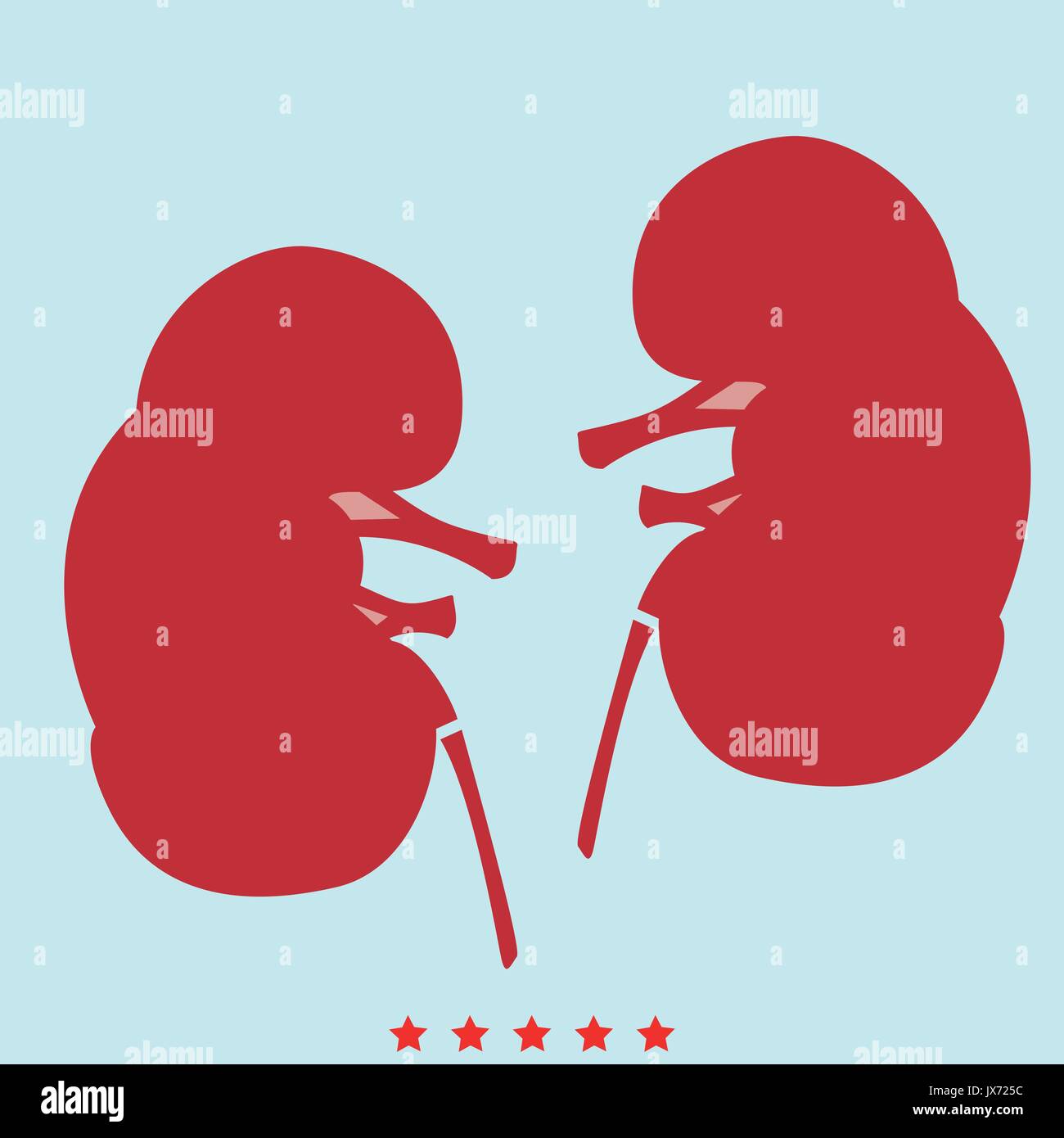 Anatomy Of The Kidney Stock Photos & Anatomy Of The Kidney Stock Images ...