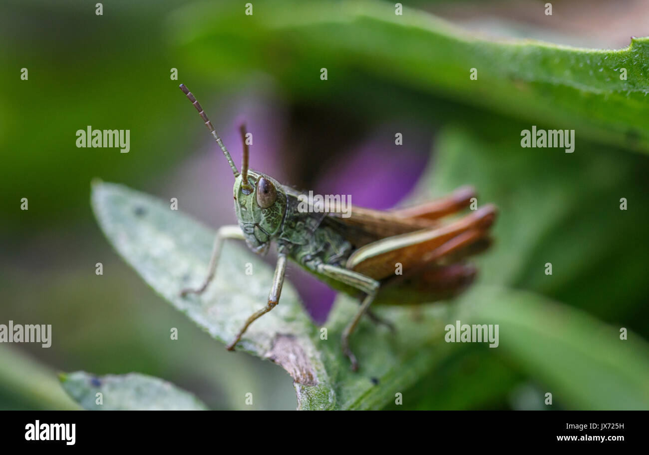 Butterflies and grasshoppers hi-res stock photography and images - Alamy