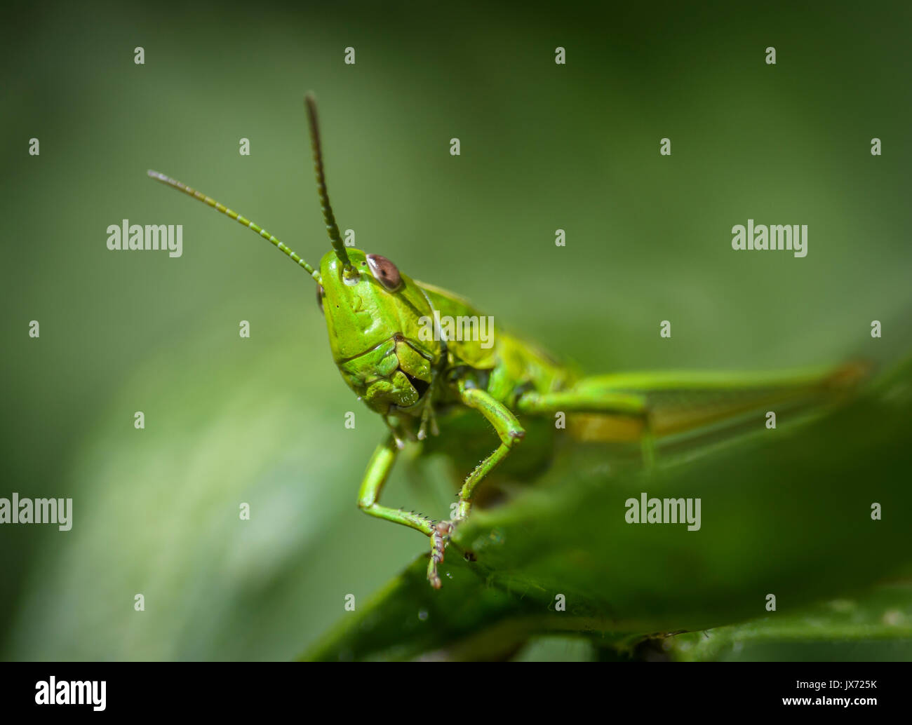 Great green bush cricket Stock Photo - Alamy