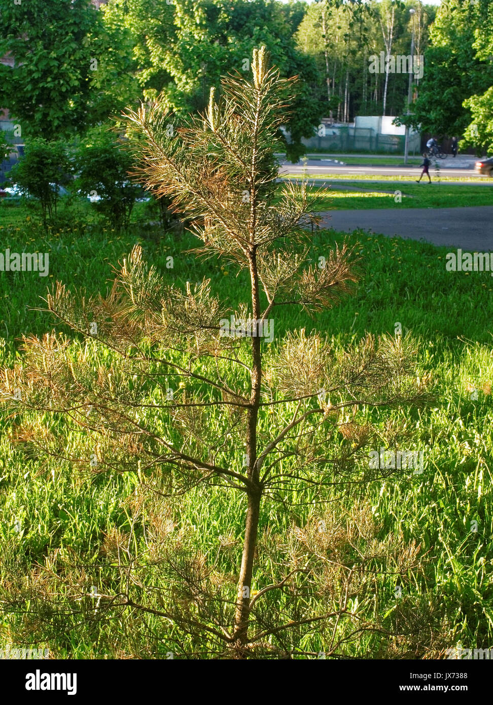 little tree under the window panel building, Moscow Stock Photo - Alamy