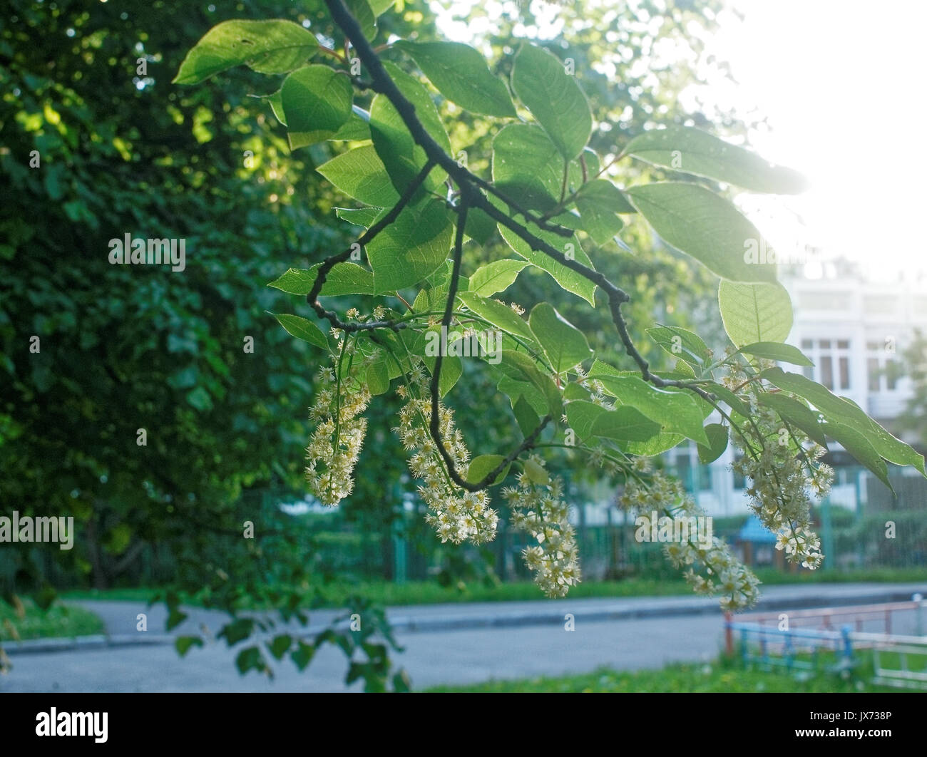 flowers of mountain ash in the yard of Moscow , southwest district ...