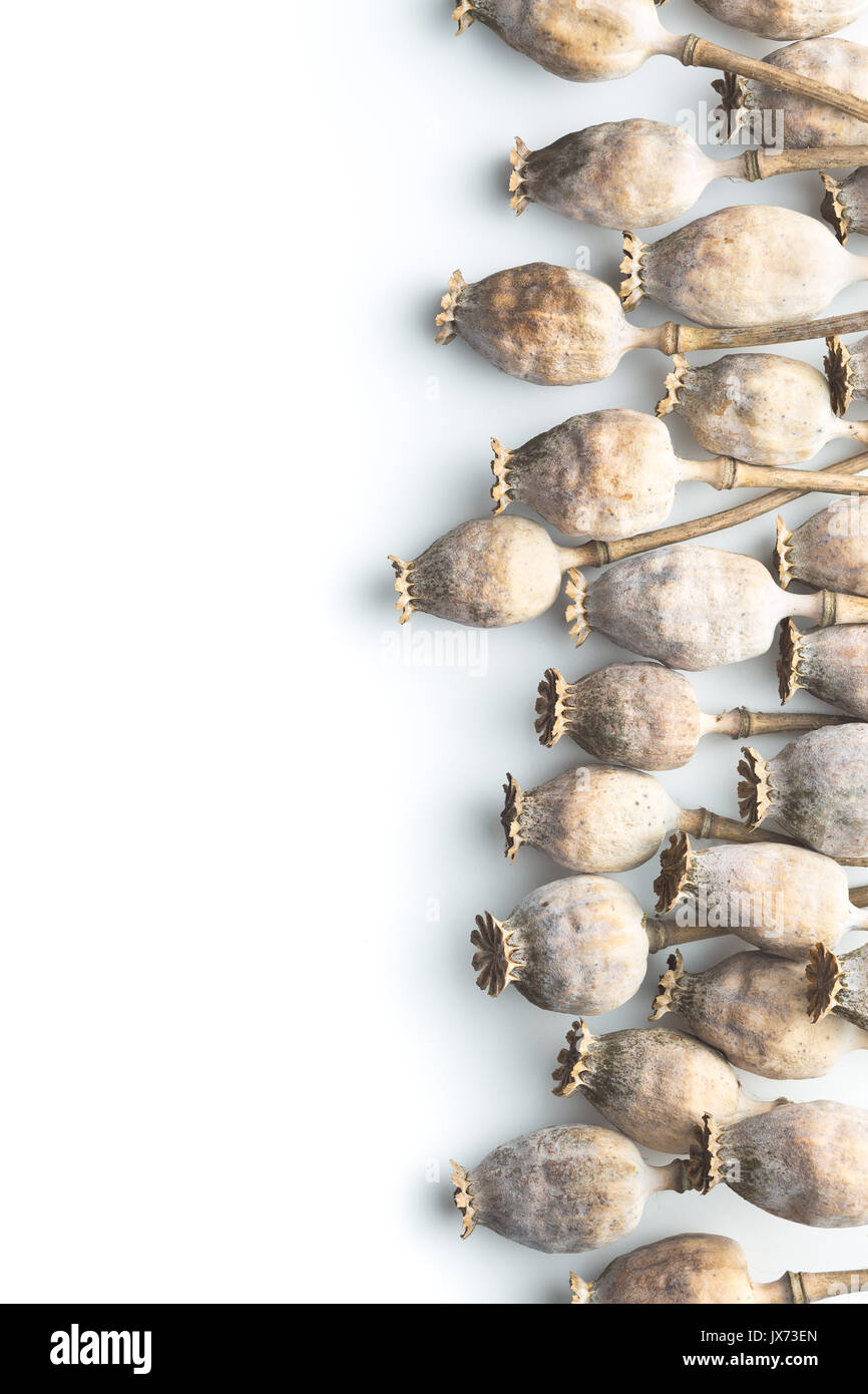 Dried poppy heads isolated on white background. Blue poppy Stock Photo ...