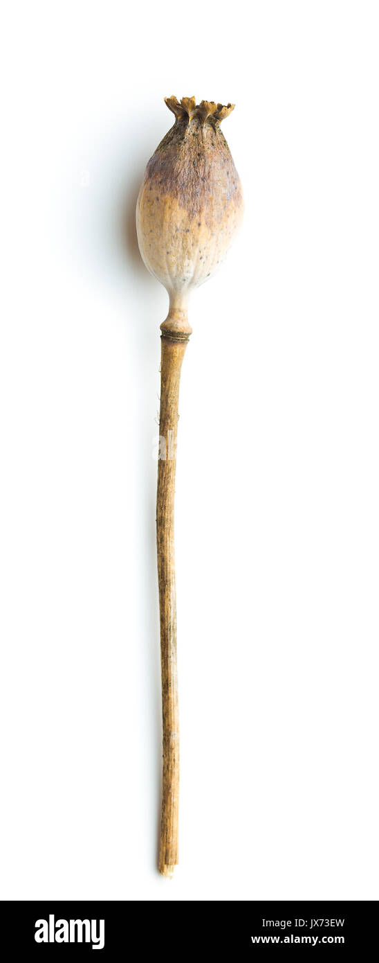 Dried poppy head isolated on white background. Blue poppy Stock Photo ...