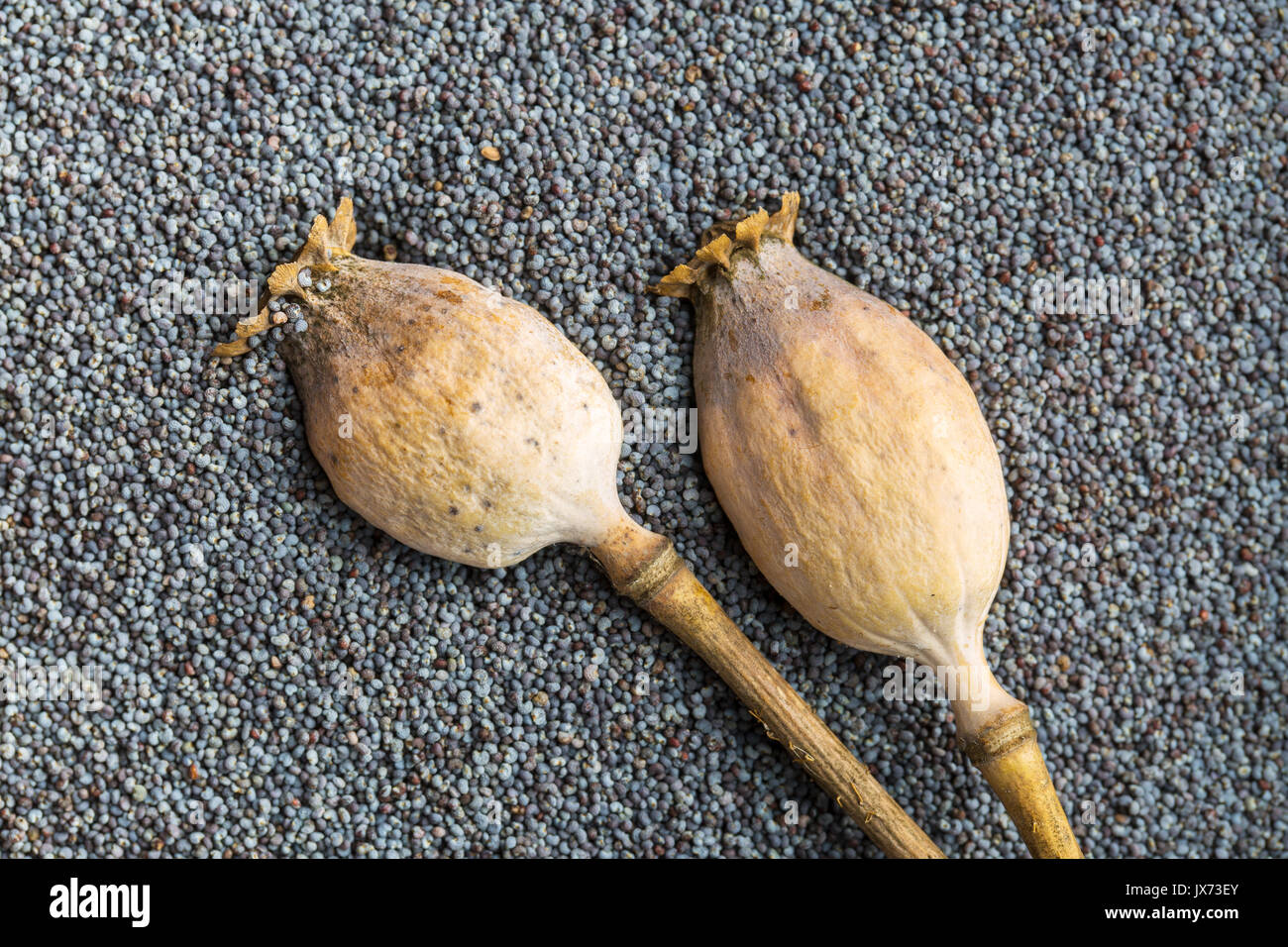 Poppyhead seeds hi-res stock photography and images - Alamy