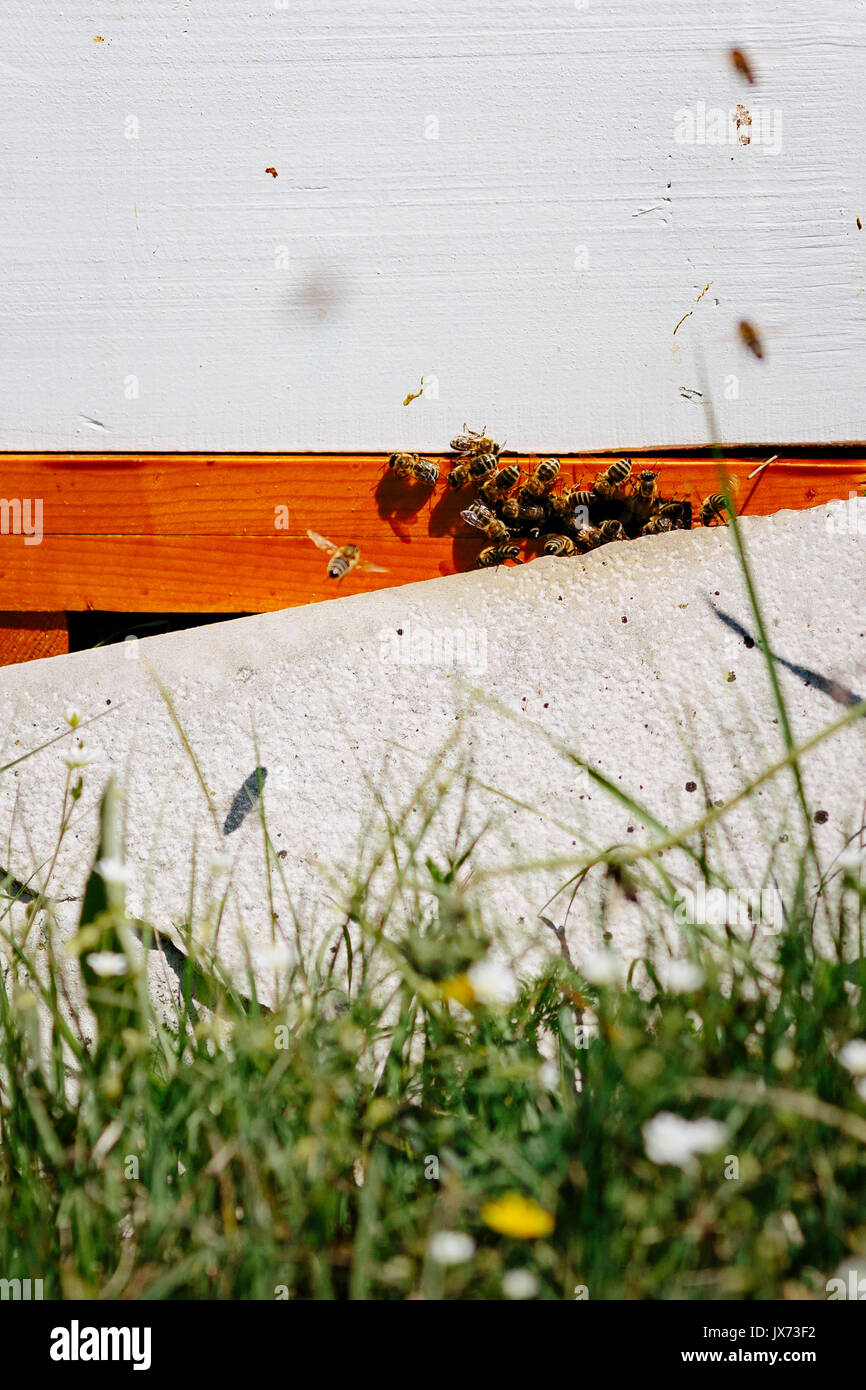 Apiaries and honey bees Stock Photo - Alamy