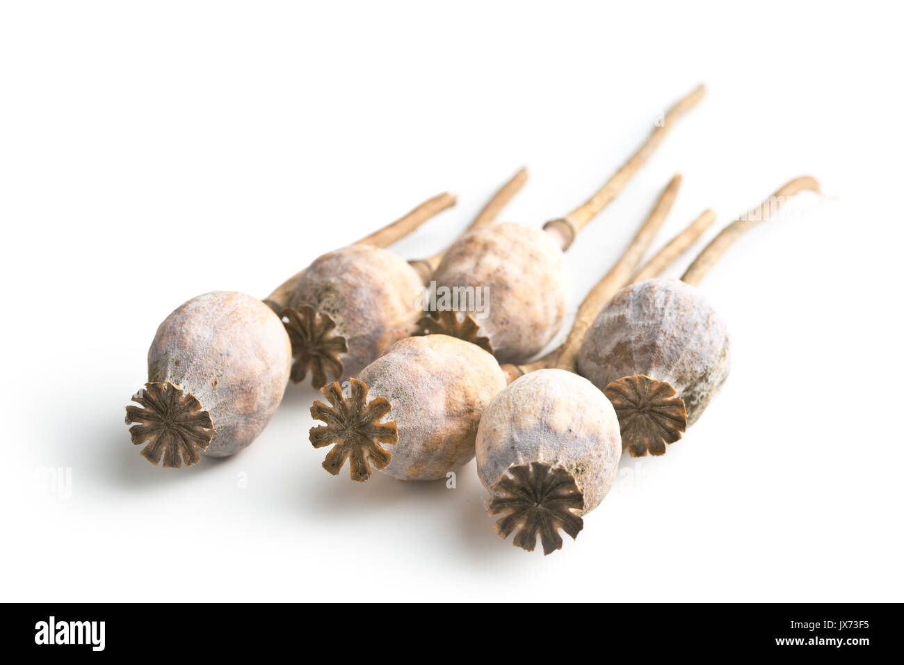 Dried poppy heads isolated on white background. Blue poppy Stock Photo ...