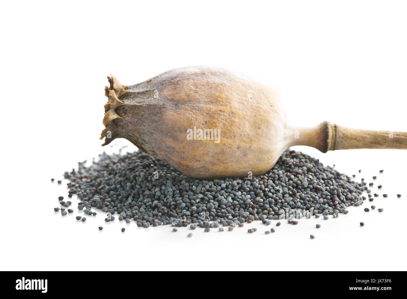Dried poppy heads and seeds isolated on white background. Blue poppy ...