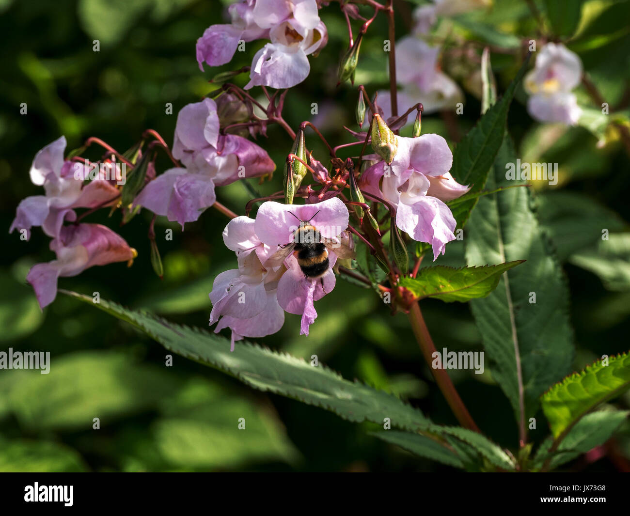 Bee taking the pollen from a wild flower Stock Photo - Alamy