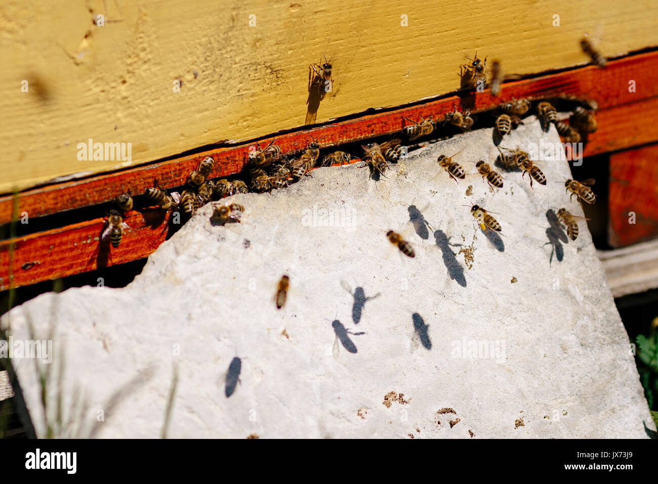 Apiaries and honey bees Stock Photo - Alamy