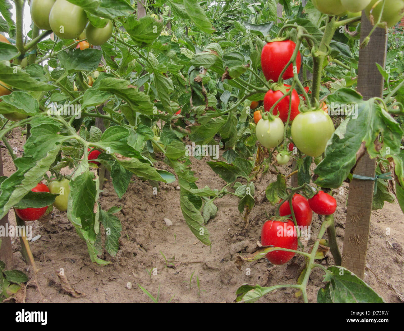 red tomato plants in a home made vegetable garden Stock Photo - Alamy