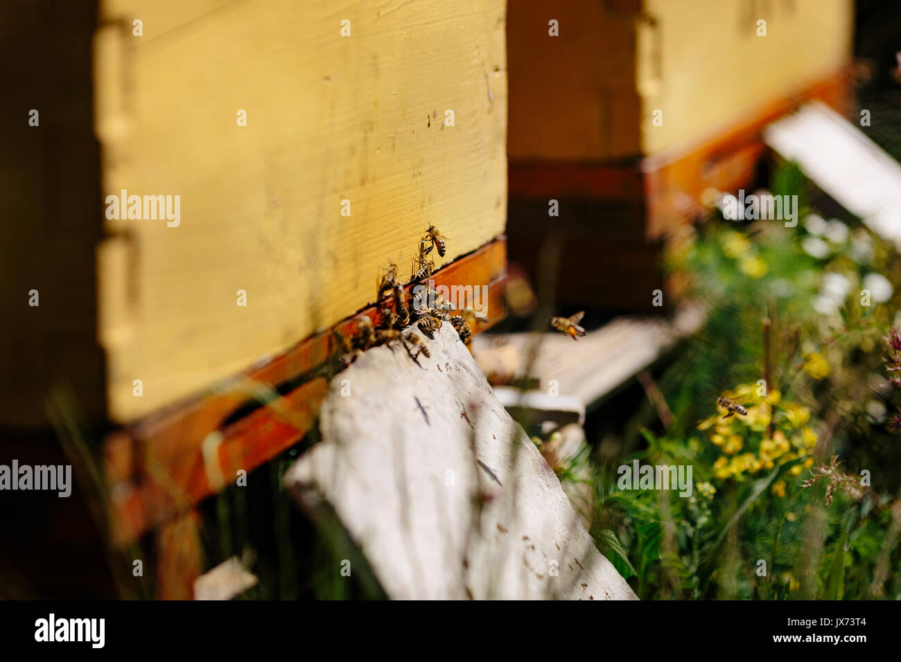Apiaries hi-res stock photography and images - Alamy