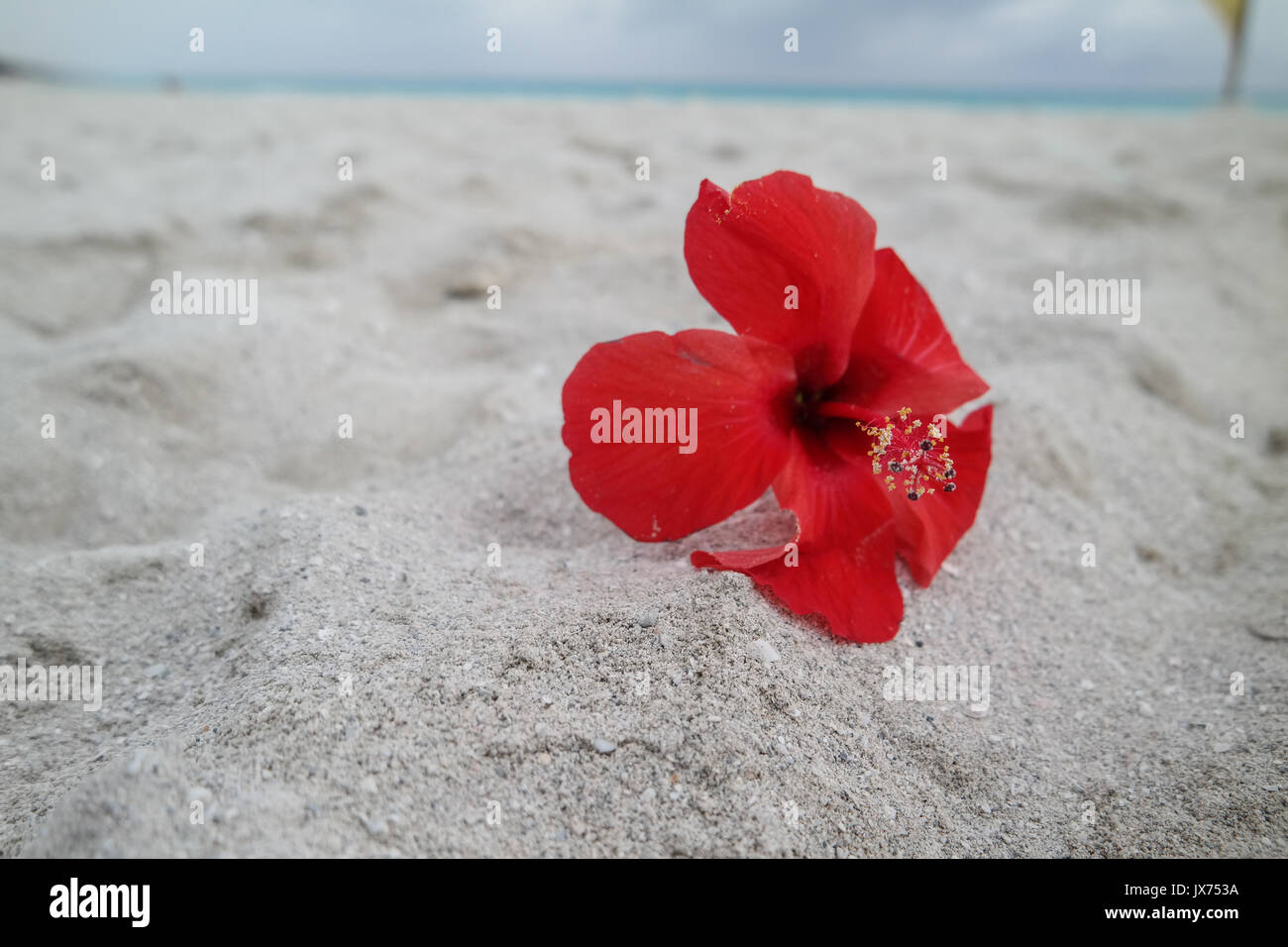 Red flower on beach in Cuba Stock Photo - Alamy