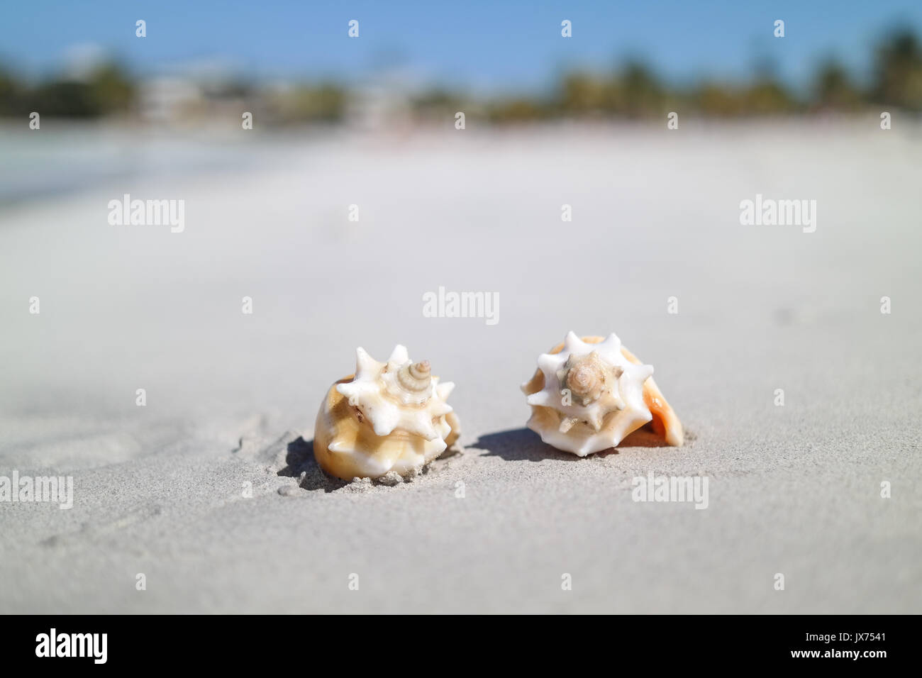 Two shell lying at the beach Stock Photo - Alamy