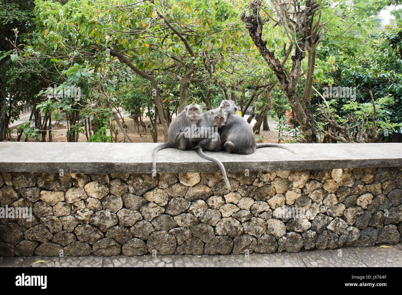 Three Monkeys sitting on a wall in Bali Stock Photo - Alamy
