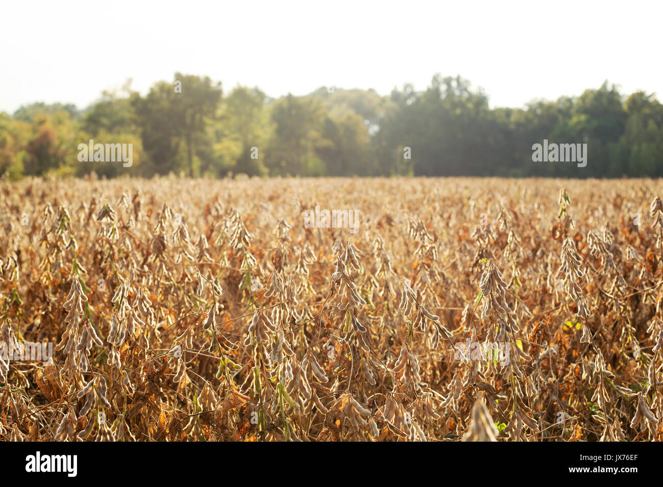 Dried Soybeans in a Field Stock Photo - Alamy