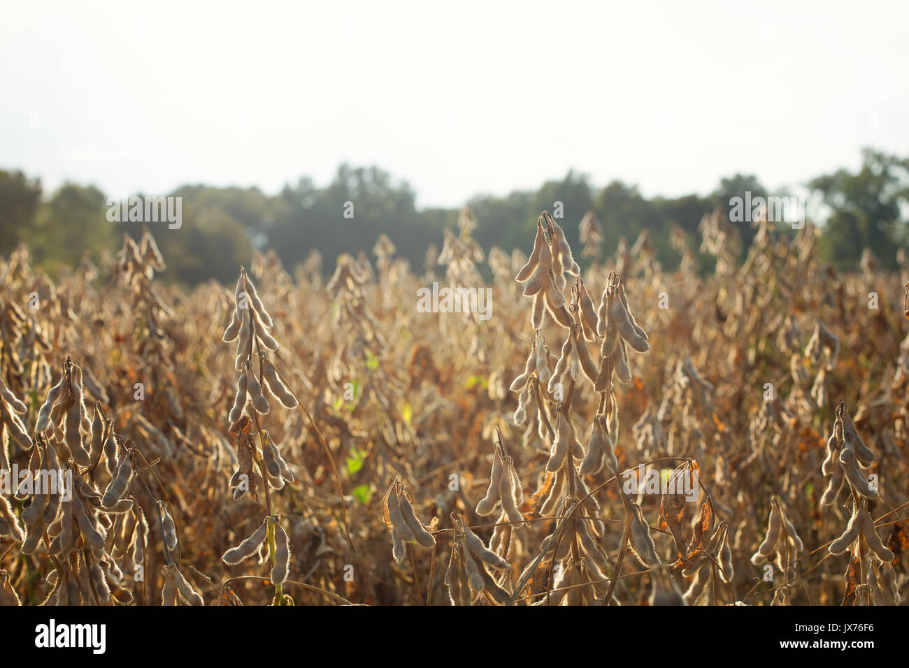 Dried Soybeans in a Field Stock Photo - Alamy
