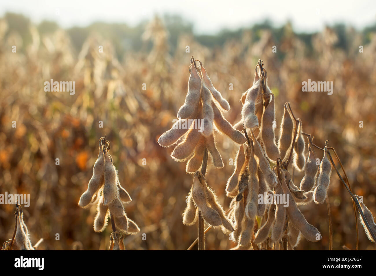 Dried Soybeans in a Field Stock Photo - Alamy