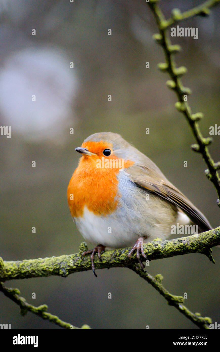 Robin profile hi-res stock photography and images - Alamy